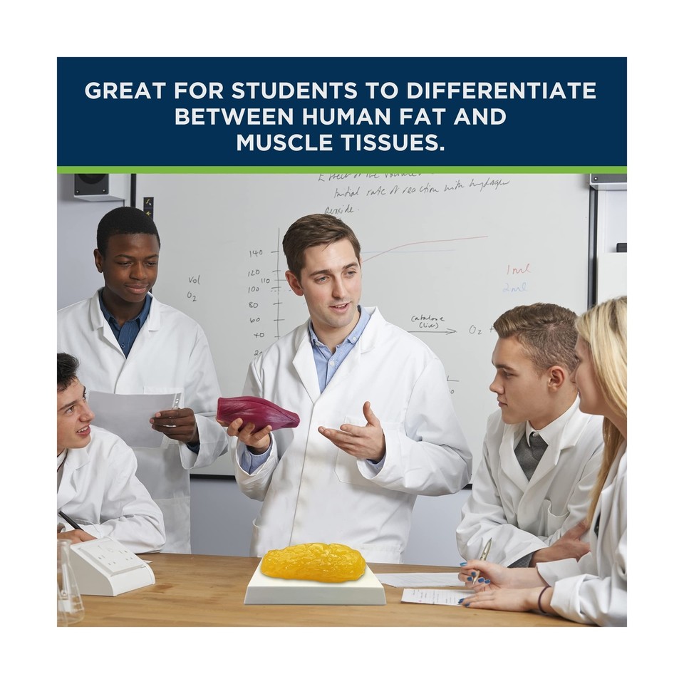 Amazing Human Body Muscle & Fat Replica 1lb by Evviva Sciences ...