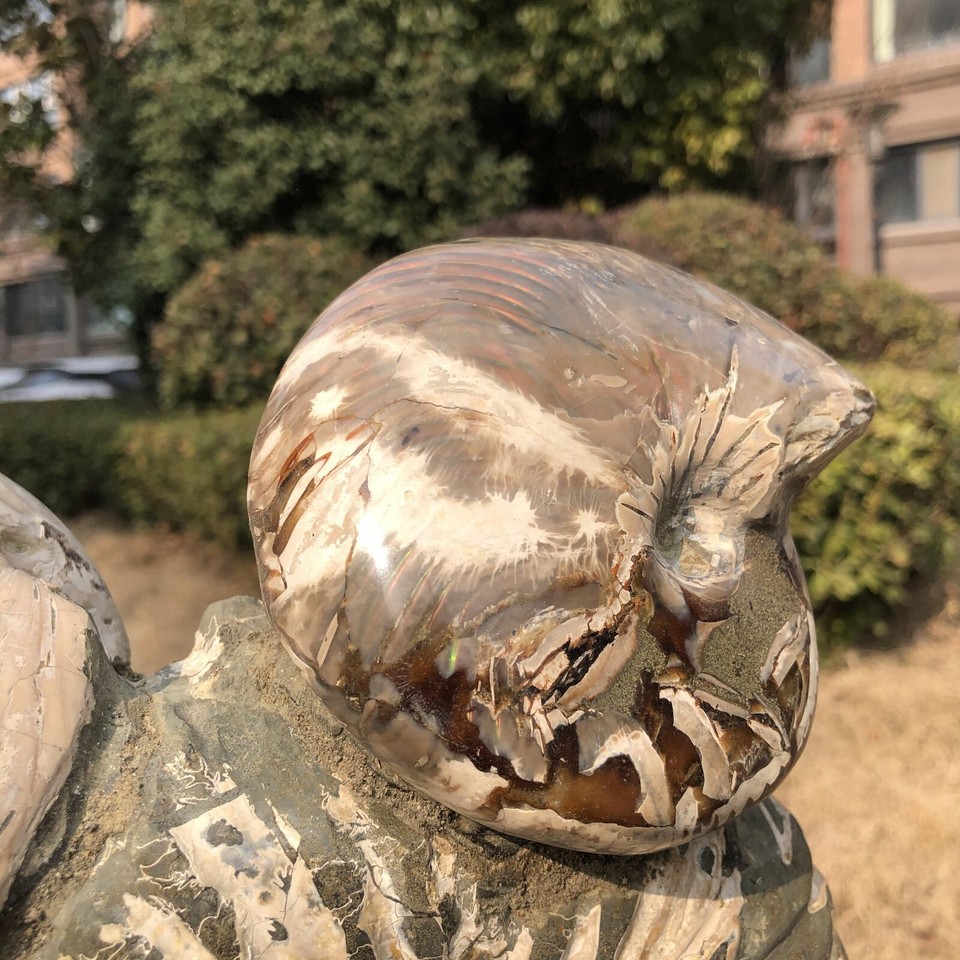 14LB Natural ammonite fossil conch cluster crystal specimens healed ...