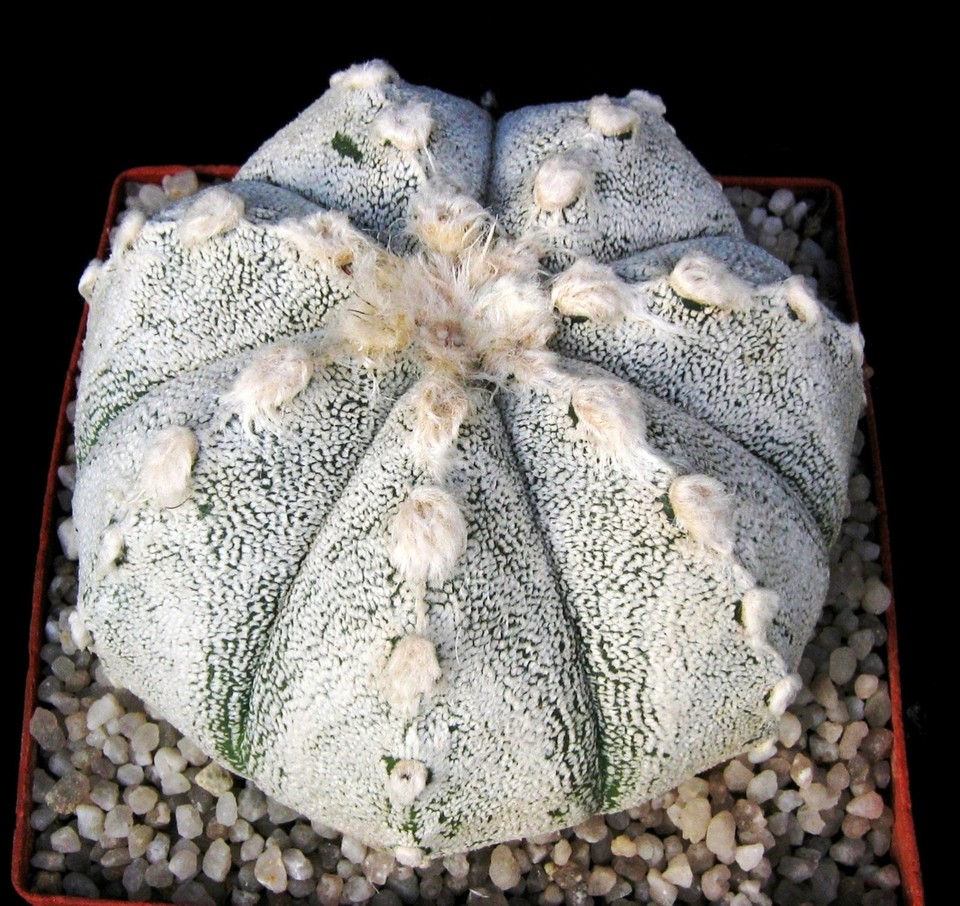 50 Korn Japan cv. NOHAKUTEN Super Kabuto Astrophytum Kakteen Ariocarpus ...