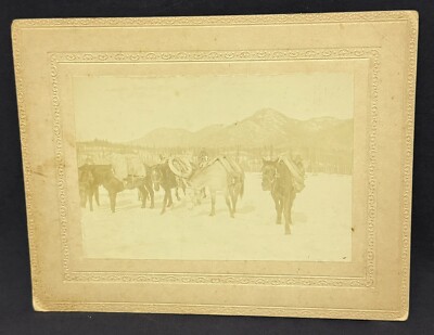 Antique Alaskan Gold Rush Pack Horses Pack Mules Cabinet Photo B | eBay