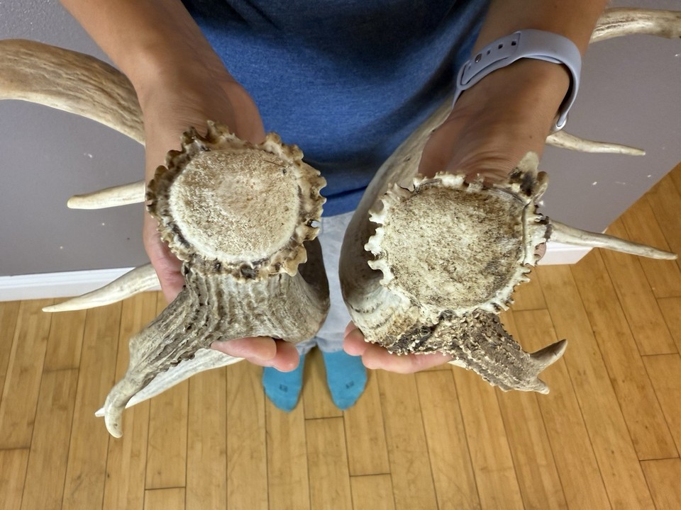 Two Big Whitetail Deer Antlers Sheds Horns Rustic Decor Freak Rattling ...