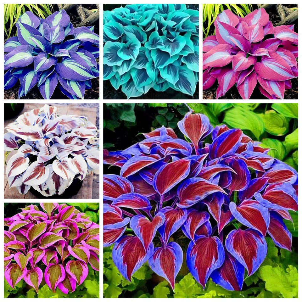 100PCS Coleus blue White Hosta Seeds Hosta Plantaginea Garden Flowers ...