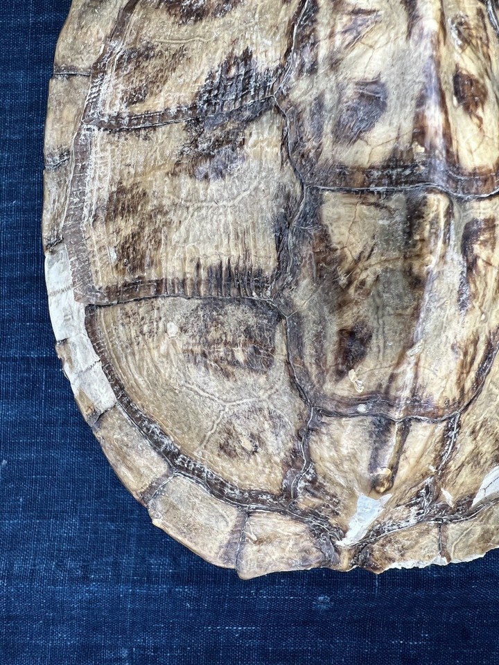 Vintage Turtle Shell | eBay