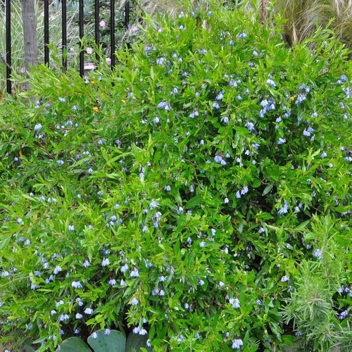 Sollya Heterophylla Bluebell Creeper Evergreen Perennial Flowering ...