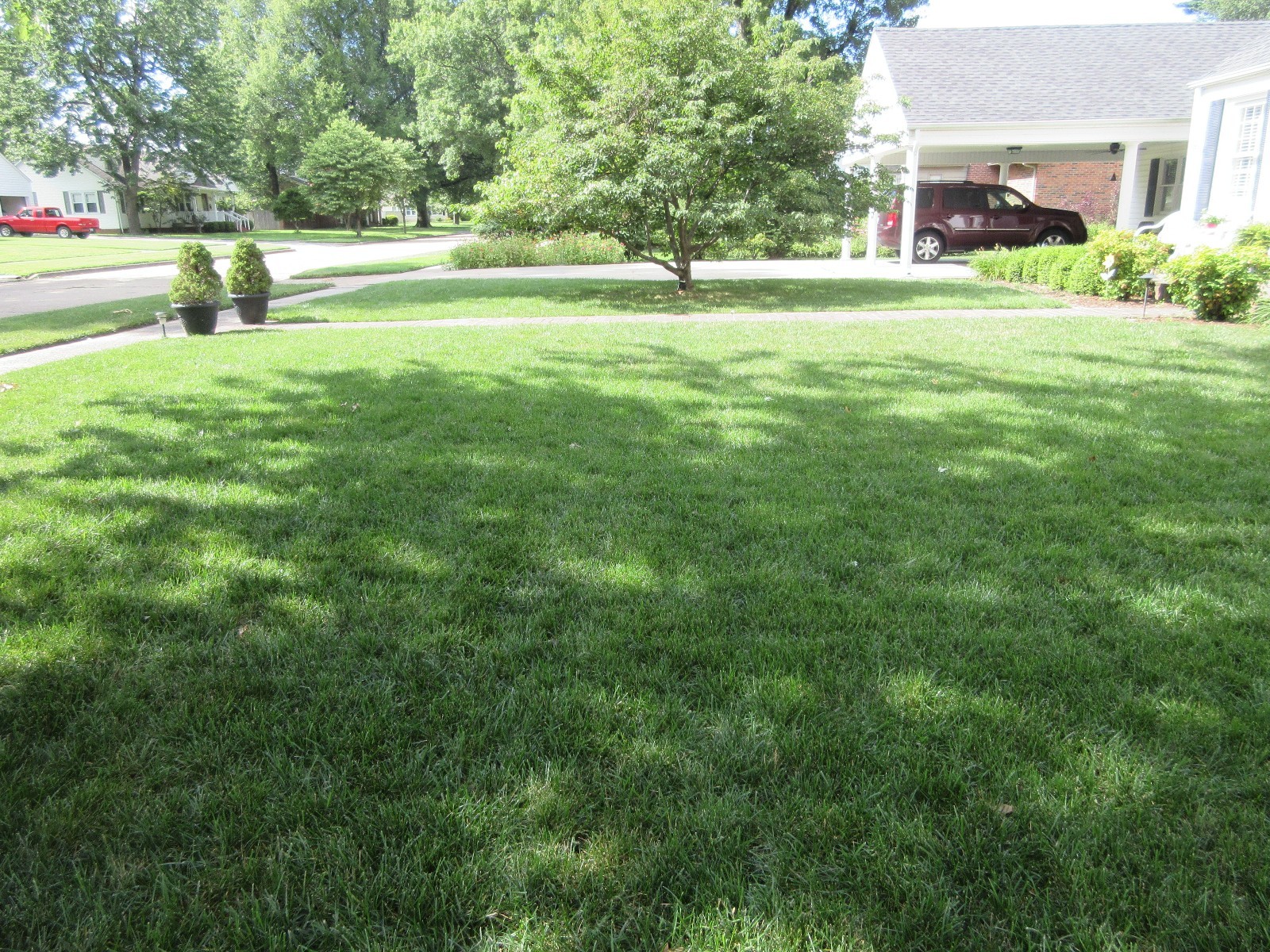 NEW FALCON IV TURF TYPE FESCUE GRASS SEED SUN OR SHADE #1 RATED GRASS ...