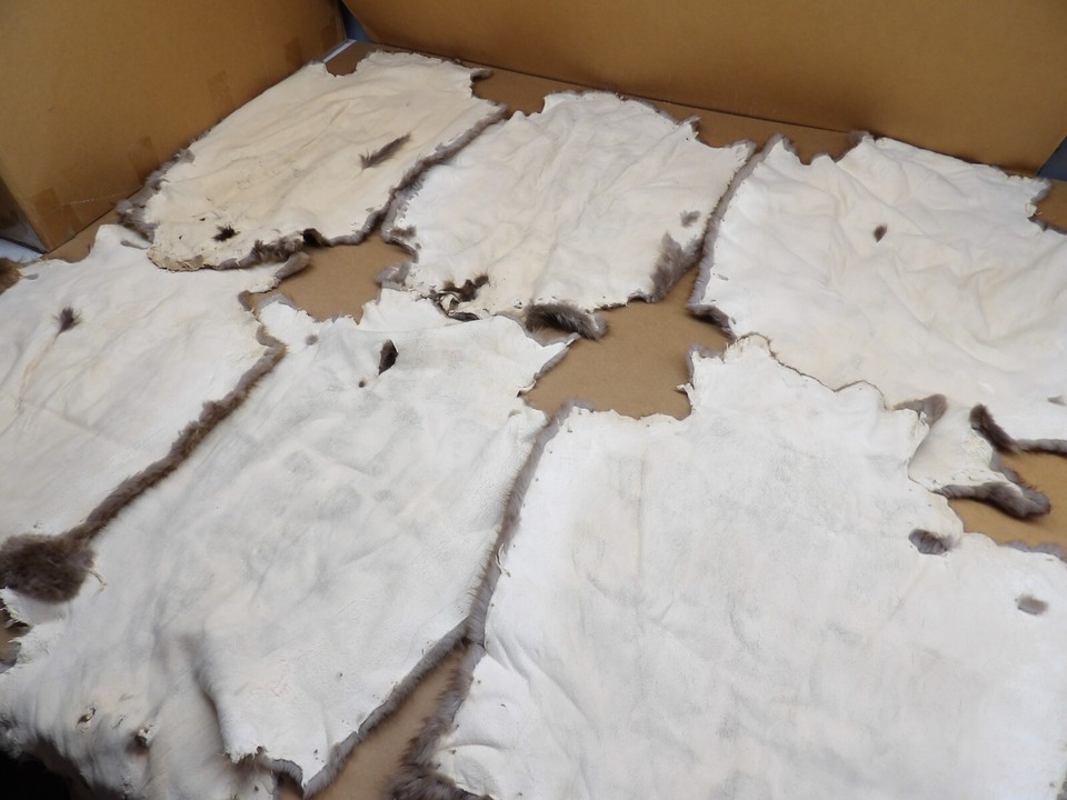 Professionally soft tanned beaver hide in Rug form/crafts/taxidermy | eBay