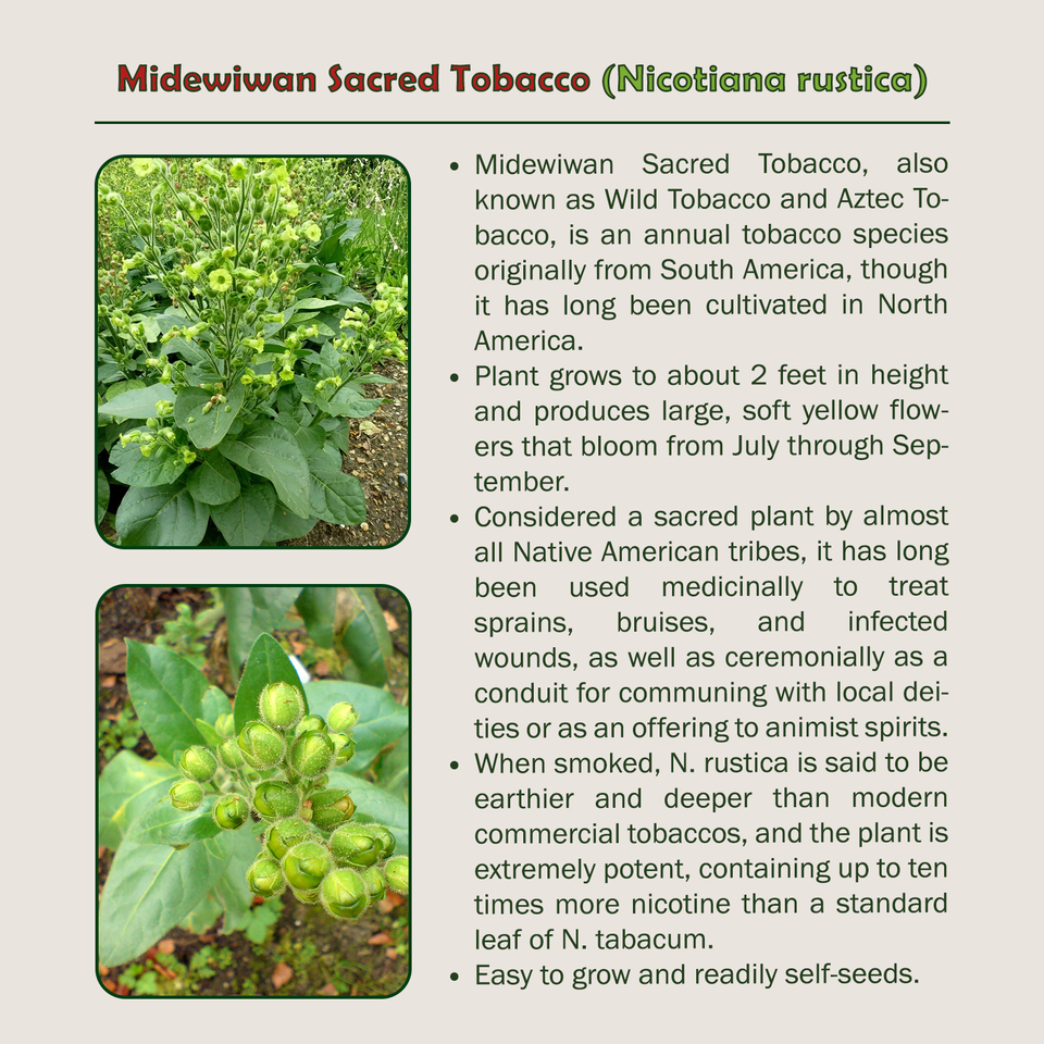 1000 Midewiwan Sacred Tobacco, Nicotiana rustica, Aztec Tobacco ...