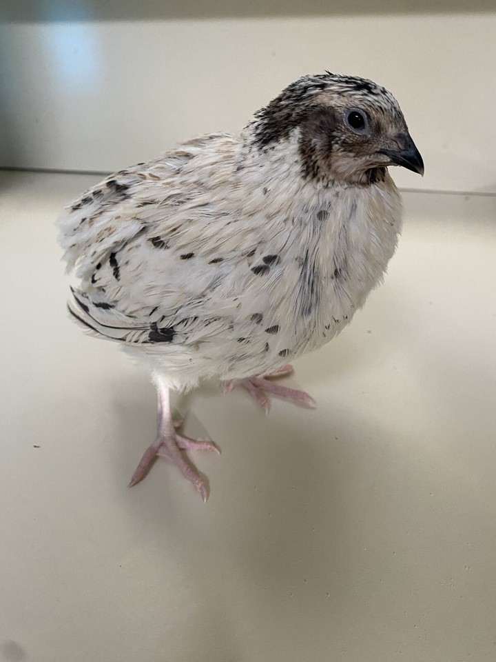 36 -Jumbo Pearl Fee -Coturnix Quail Hatching Eggs-Rare-Ships UPS 2nd ...