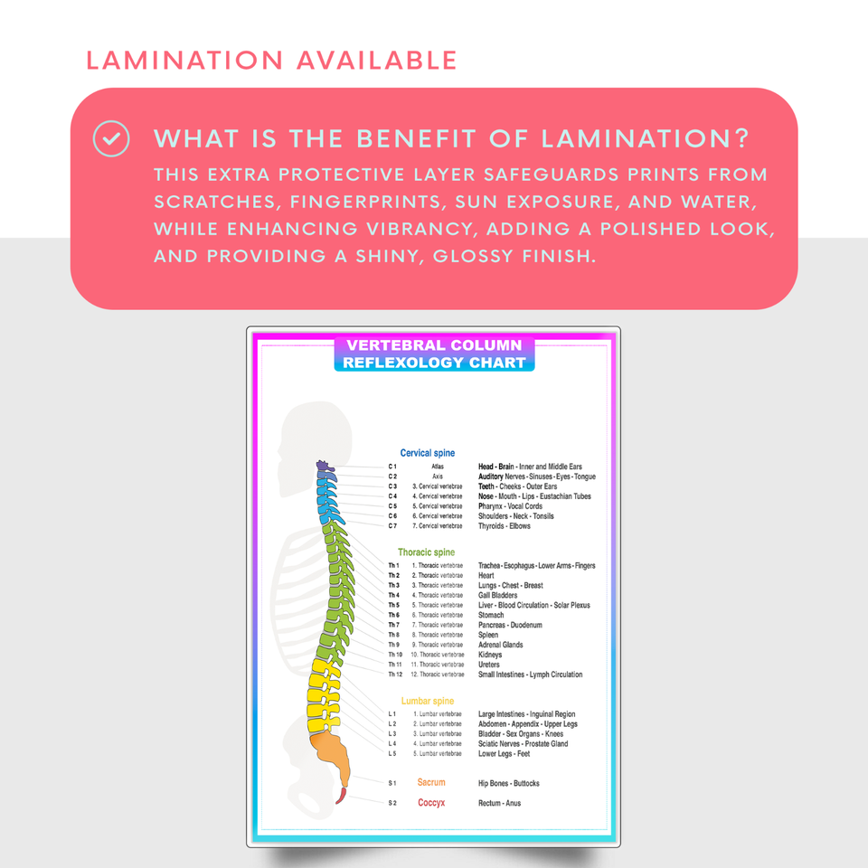 Spine Anatomy Poster Vertebral Column Reflexology Poster Human Anatomy ...