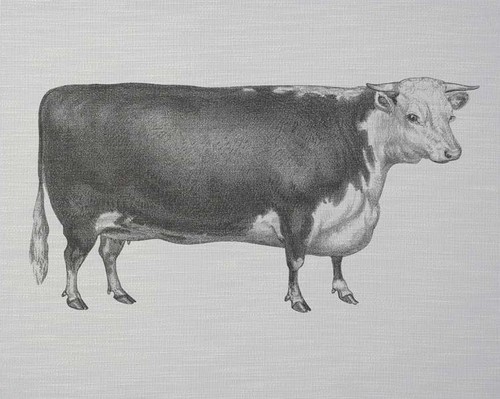 Wall Art Print English Cow 47x38 38x47 White Natural 616524458526 | eBay