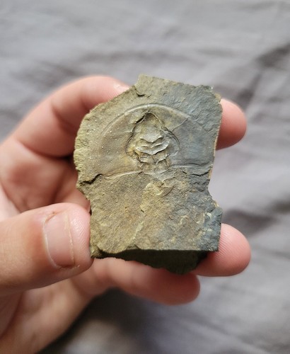 Rare Olennellus Wanneria Trilobite Fossil Partial Canada Cambrian Bug ...