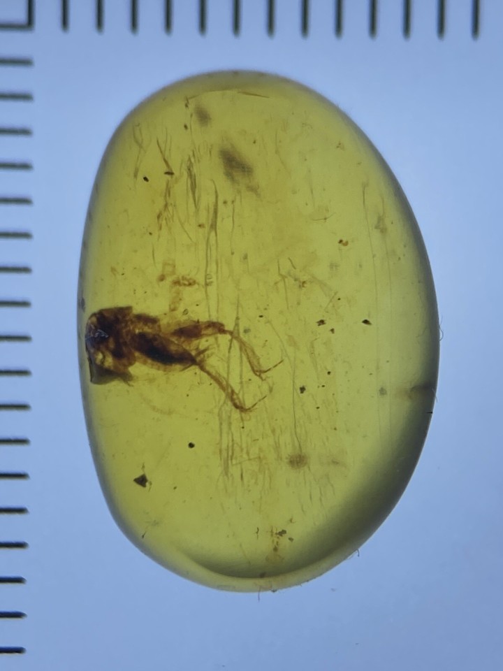 Perfect Praying Mantis Hunting Arms, Genuine Fossil Burmite Amber ...