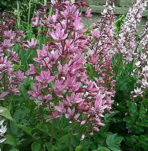 DICTAMNUS DITTANY FRAXINELLA BURNING BUSH SEEDS GAS PLANT PERENNIAL ...