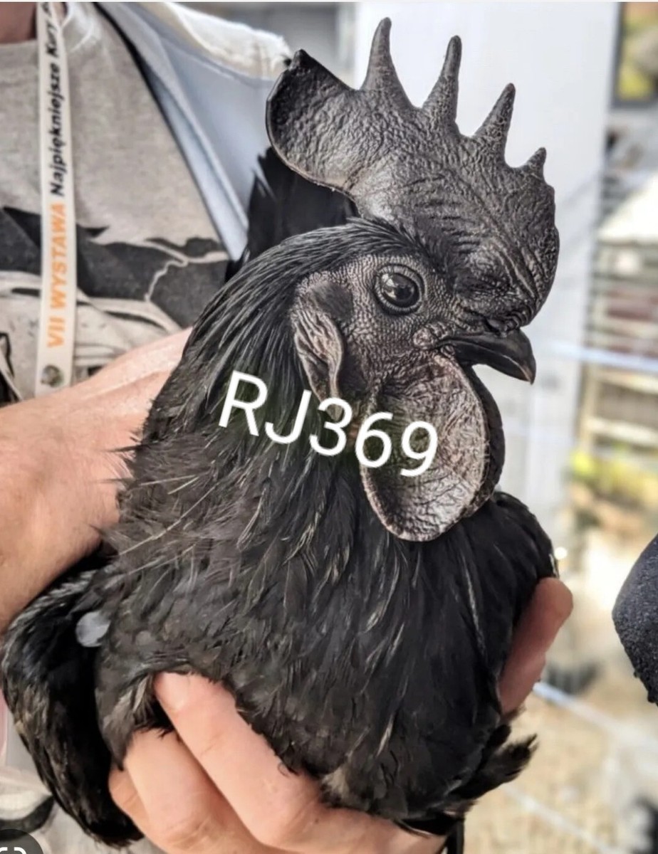 Galería Ayam Cemani