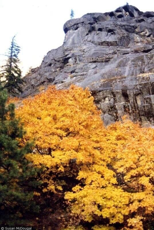 Bigleaf Maple Tree Seeds for Planting | 30+ Seeds | | eBay