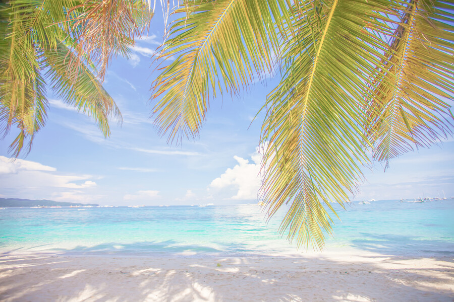 Coconut Tree Shade in Beach Wall Canvas Home Decor Australian Made ...