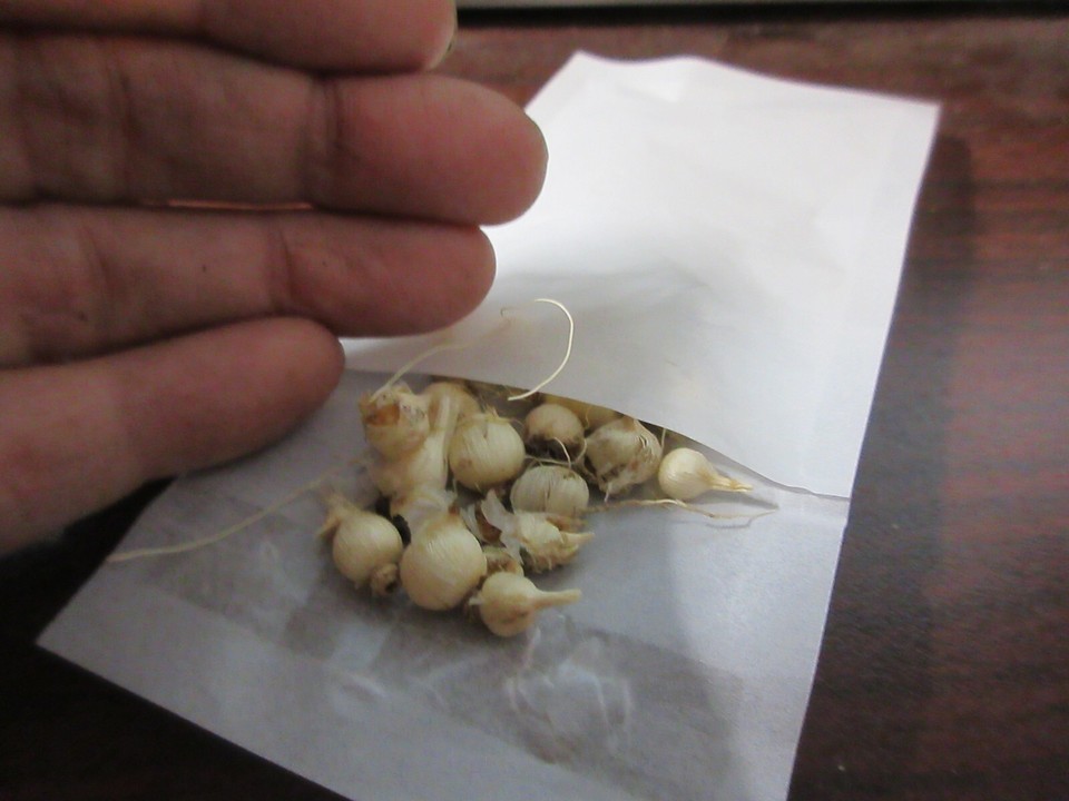 Homeria (Moraea) Collina 20 offshoots - Tropical Yellow & Orange Mix | eBay