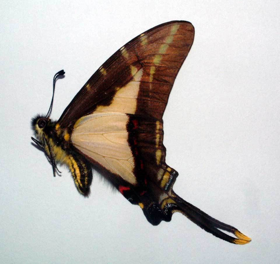 EURYTIDES DIOXIPPUS DIORES; unmounted butterfly | eBay