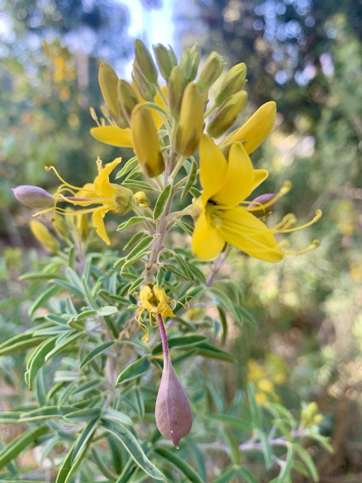 Bladderpod Spider Flower, Burro-fat, Cleomella Arborea - 30 seeds 2025 ...