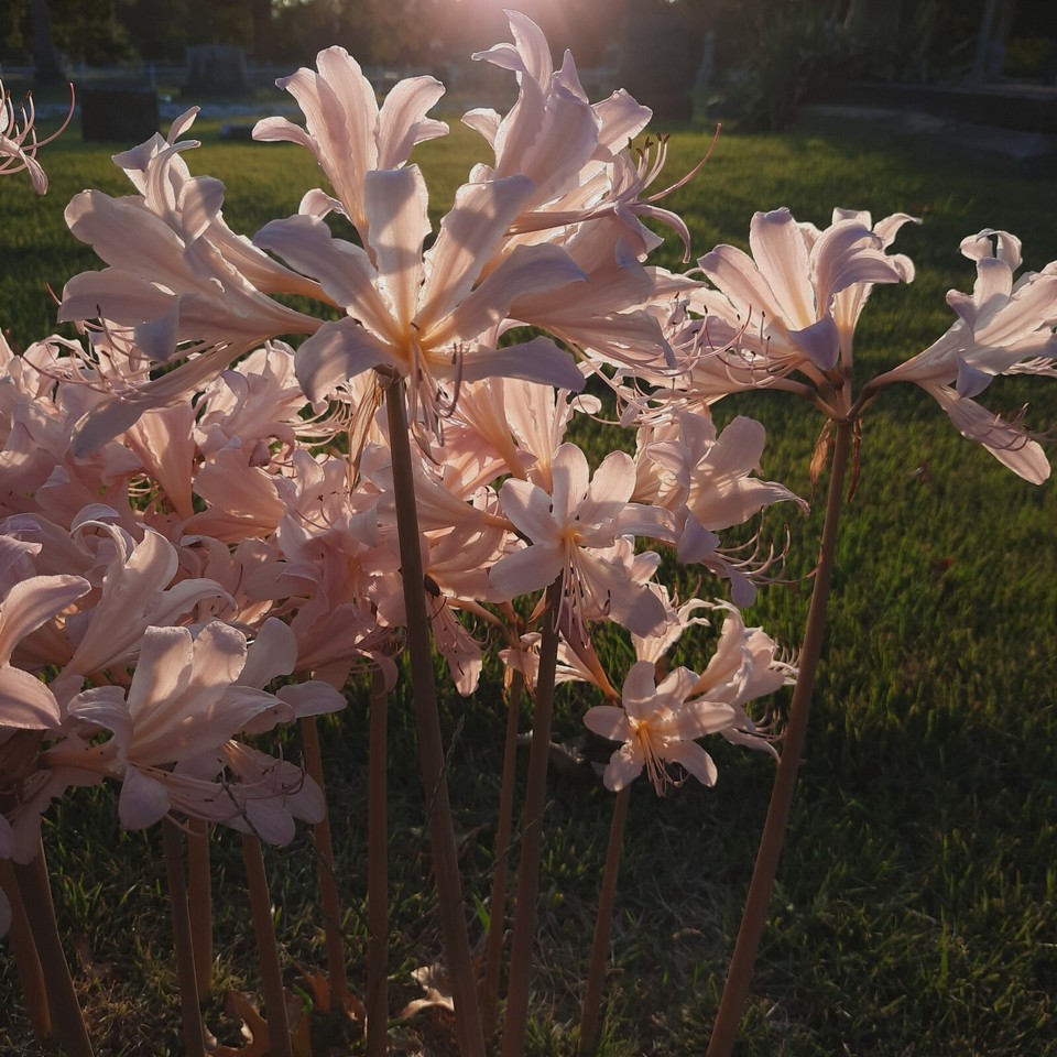 1 Dozen (BABY BULBS) Surprise Lily Bulbs Naked Ladies Resurection Lily ...