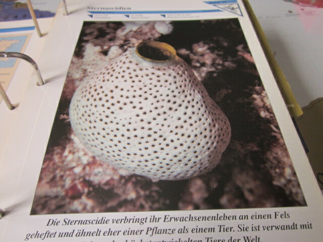 Tierbilder Gruppe 6 K 32 Sternascidien | eBay UK
