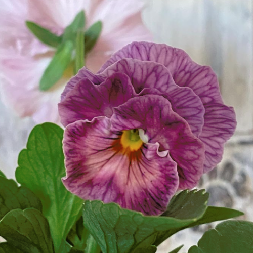 150+ Pansy Seeds (Viola) - Fragrant, Flower Seeds, Annual Seeds, Garden ...