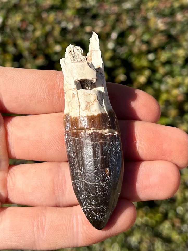 RARE Rooted Sauropod Dinosaur Tooth Fossil from Niger Jobaria Jurassic ...