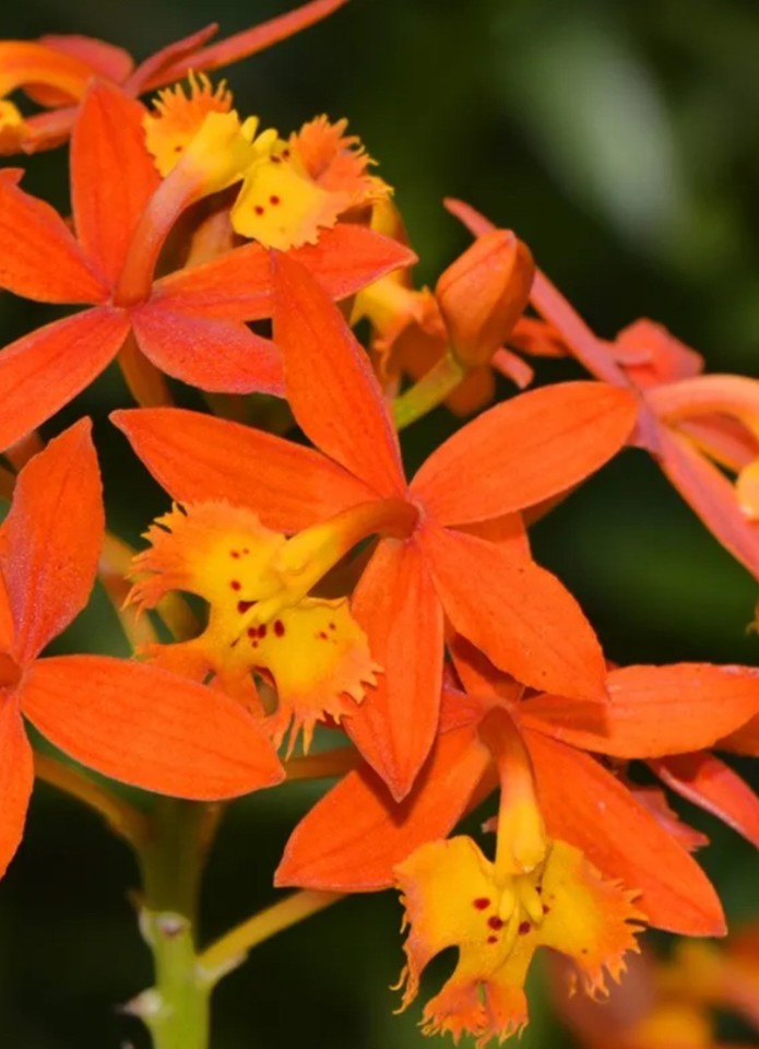 BARE ROOT Epidendrum radicans ORANGE Reed Stem Orchid Species Plant | eBay