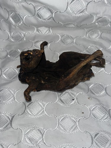 Auténtica Okete, Rata Gigante Entera, NO ES JUTIA, Eku,eja,aguado ...