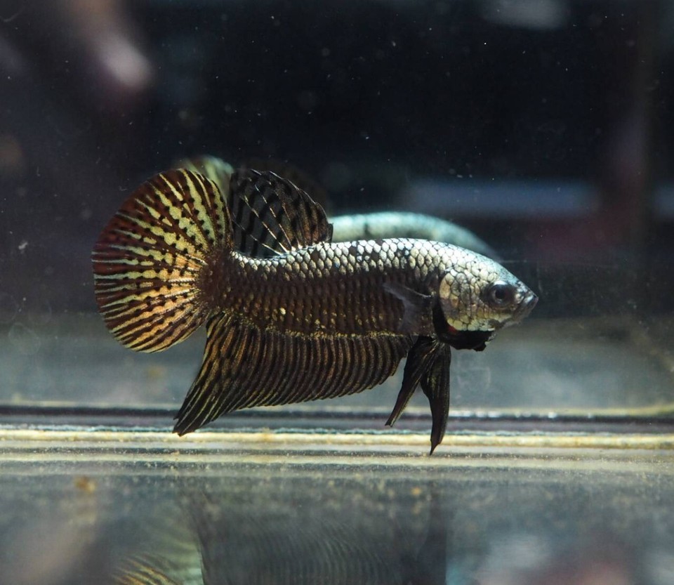 Rare Alien Copper Samurai Male Wild Live Betta Fish Plakat La33 Quality ...
