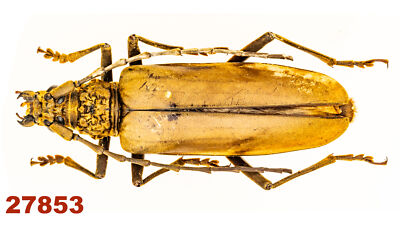 Cerambycidae: Neocerambyx sp. A1, 56 mm, Pinned, 1 pc | eBay