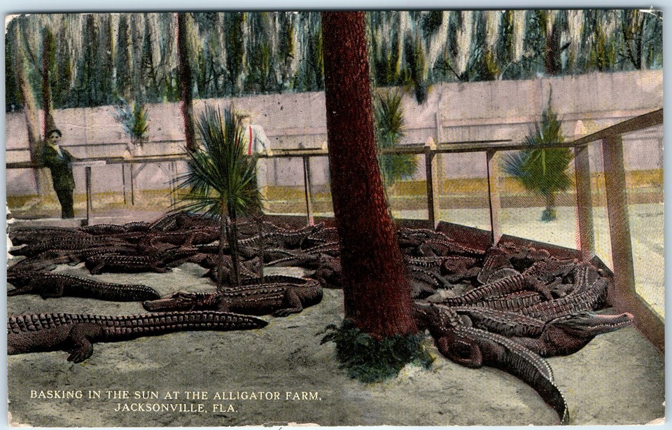 c1910s Jacksonville, FL Alligator Farm Zoo Basking Sun PC Cute Adorable ...