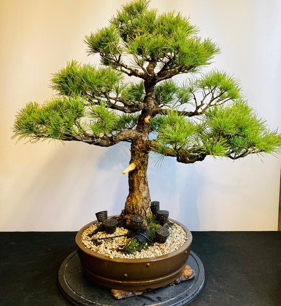 Japanese White Pine Bonsai