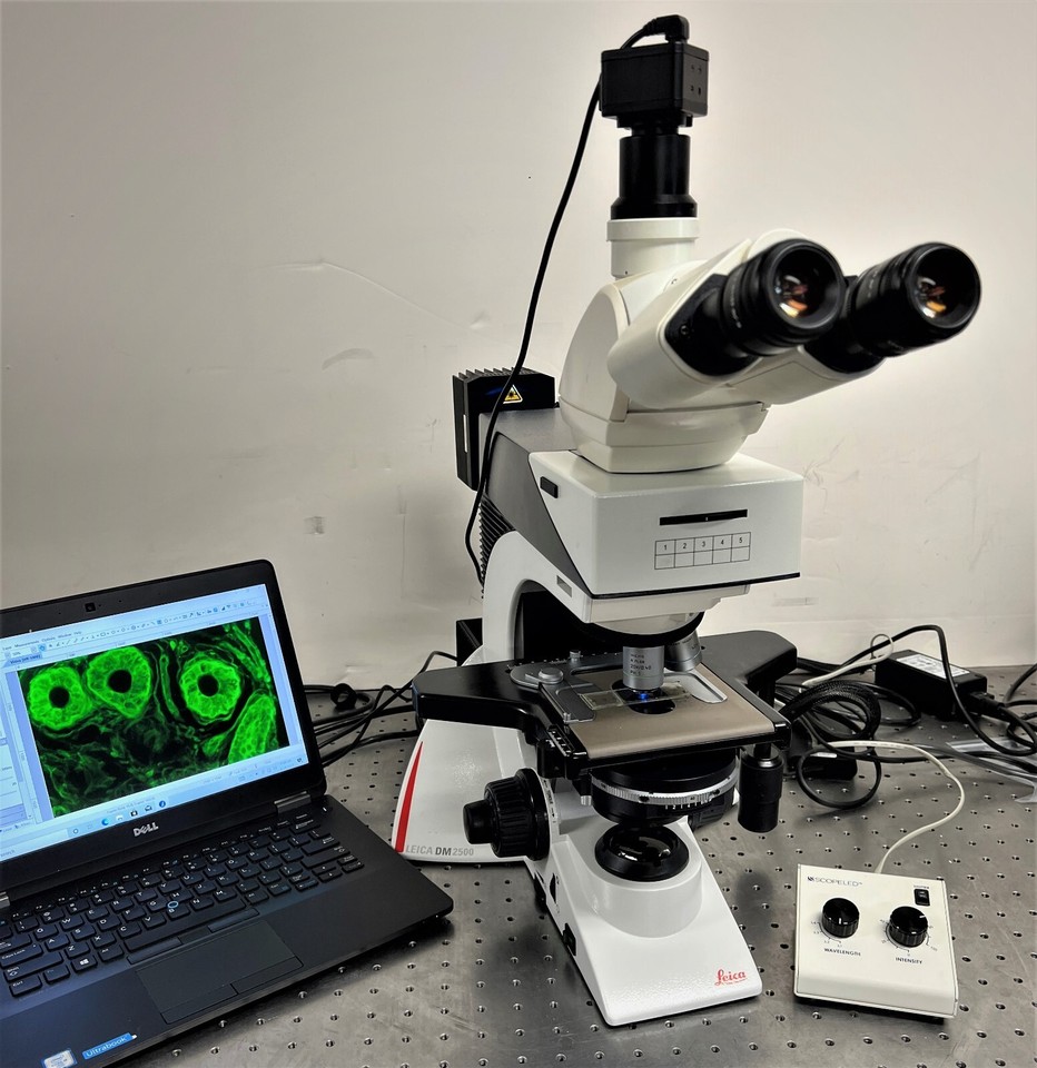 Leica DM2500 Microscope DIC Phase LED Fluorescence+ Camera and Laptop ...