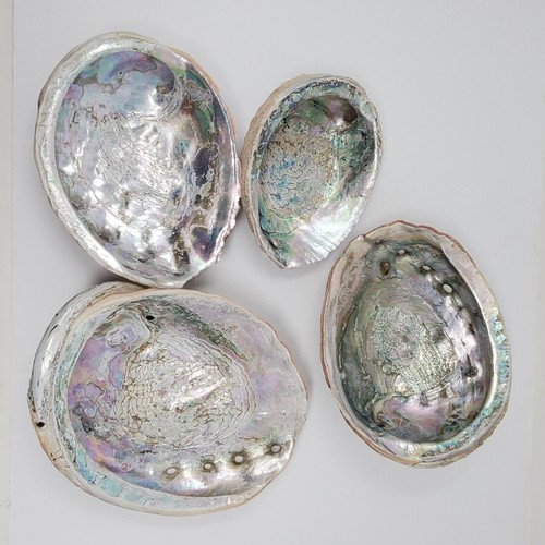 Vintage lot LARGE MOTHER OF PEARL CALIFORNIA ABALONE SHELL UNPOLISHED ...