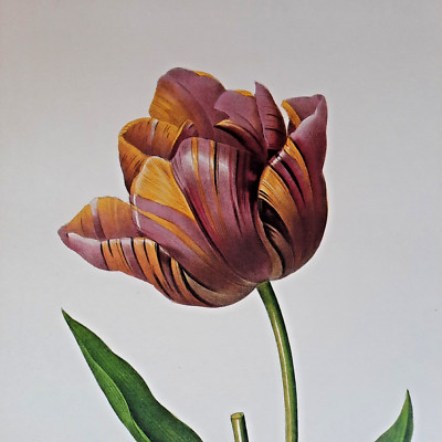 Pierre Joseph Redoute Botanical Flowers TULIPA CULTA Print Book Plate ...