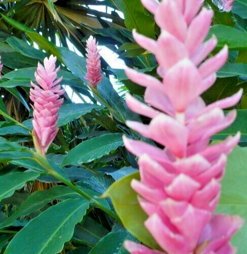 🌺🌺 Arabic Ginger Alpinia purpurata flower-plant root rhizome fast grow ...