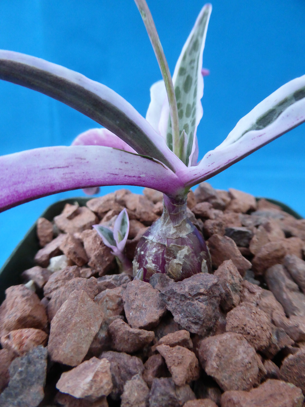 Ledebouria socialis variegated Scilla socialis GREAT COLORS Nice Big ...