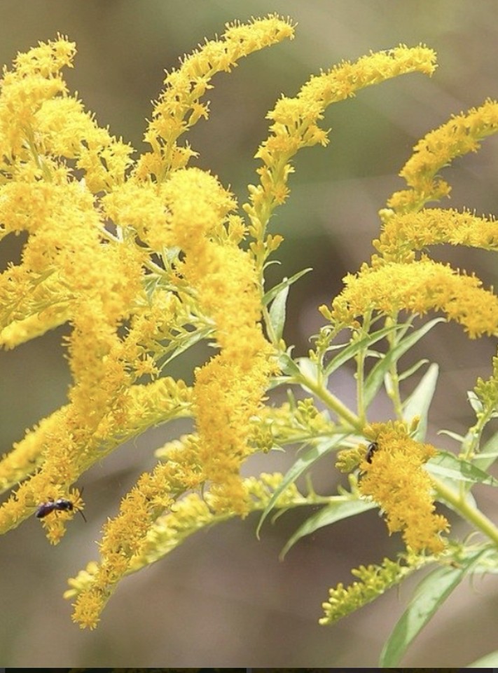300+ Goldenrod SEEDS (Solidago canadensis) Organic Majestic Showy ...