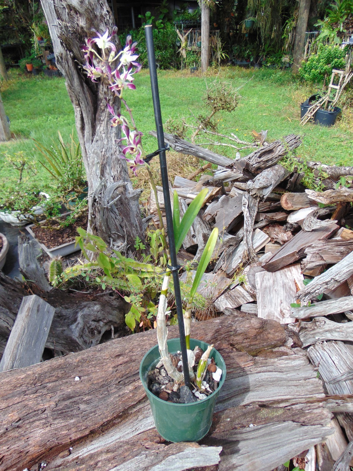 Dendrobium Blue Twinkle FLOWERS 4" pot NICE PLANT 10/7/25 | eBay