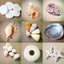Shells Seashells, Beach Shells, Individual Sea Shells - Choice of Over ...