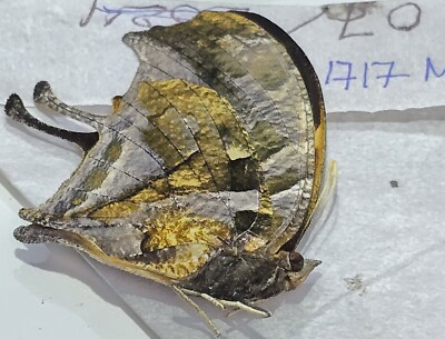 1717 Nymphalidae | eBay