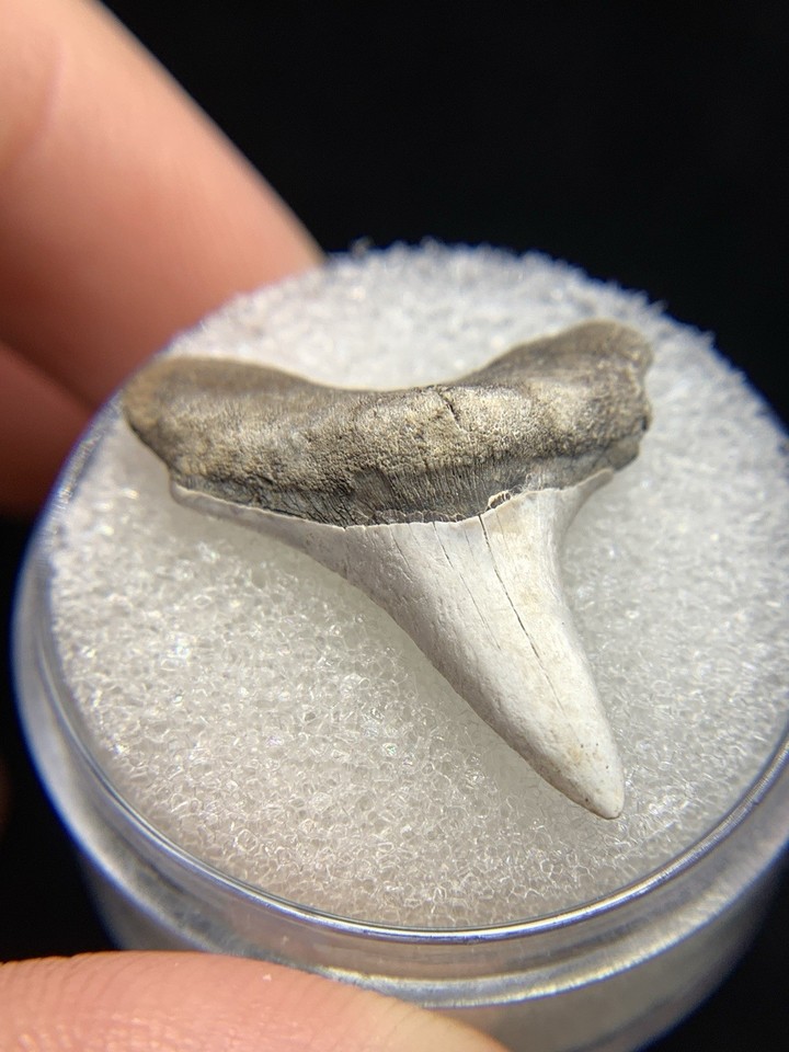 Rare Kansas Ginsu Fossil Shark Tooth Gem Mantelli Sharks Teeth Fossils ...