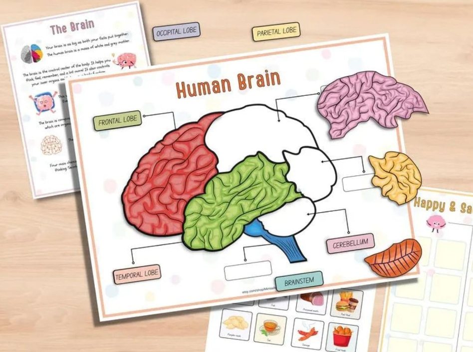 Human Anatomy Busy Book,Human Body Anatomy Busy Book for Kids ...