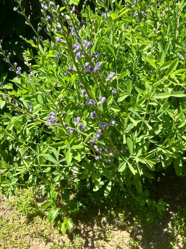 25 False Blue Indigo Seeds - Perennial Flower, Full Sun, Steep Hill ...