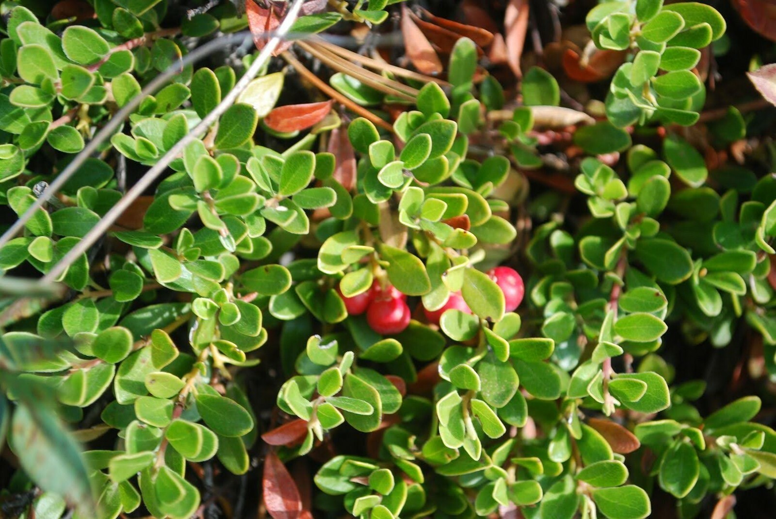 Natural Handmade Wintergreen Ointment for Pain Relief | UK Made | Free ...