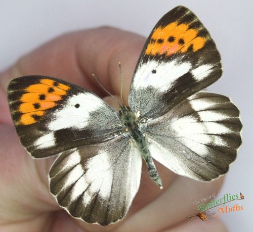 Colotis Ione Violet Pointe Ensemble x1 A1- Femme Papillons Entomologie ...
