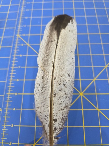 Z138 Single Hybrid Turkey Wing Feather Faux Eagle | eBay