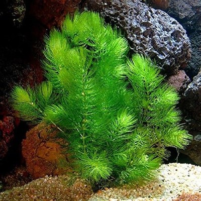 6x Hornwort Pond weed & Aquarium Oxygenating Fish Tank Live Water Plant ...