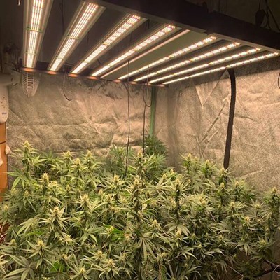 PHLIZON FD9600 1000W Most Efficient LED Grow Lights for Indoor Plants 6 ...